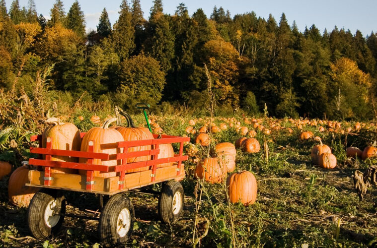 12 Family Friendly Fall Festivals in Alberta - This Big Adventure
